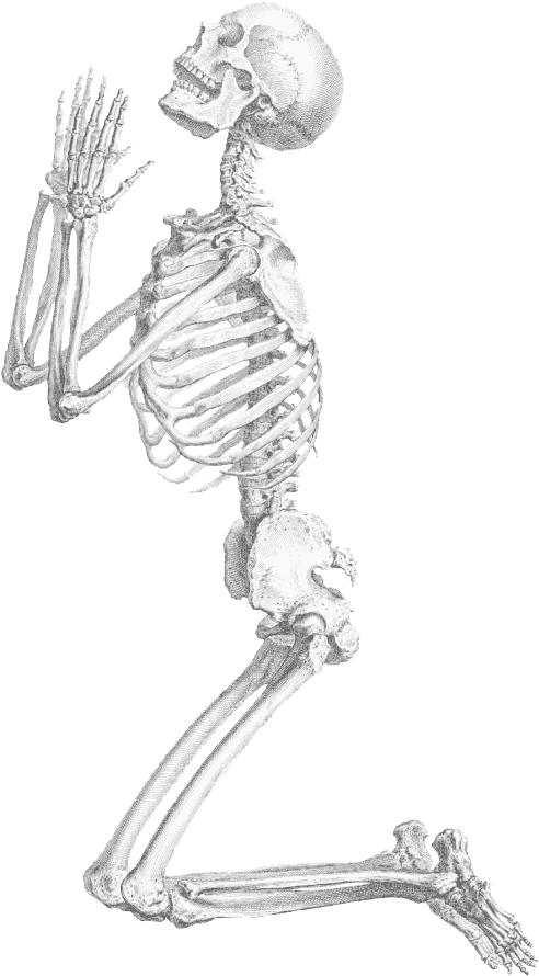 Download 28 Collection Of Skeleton Clipart No Background - Transparent ...