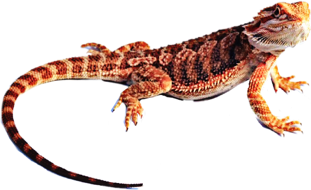 Download Transparent Bearded Dragon Png - Bearded Dragon Transparent ...