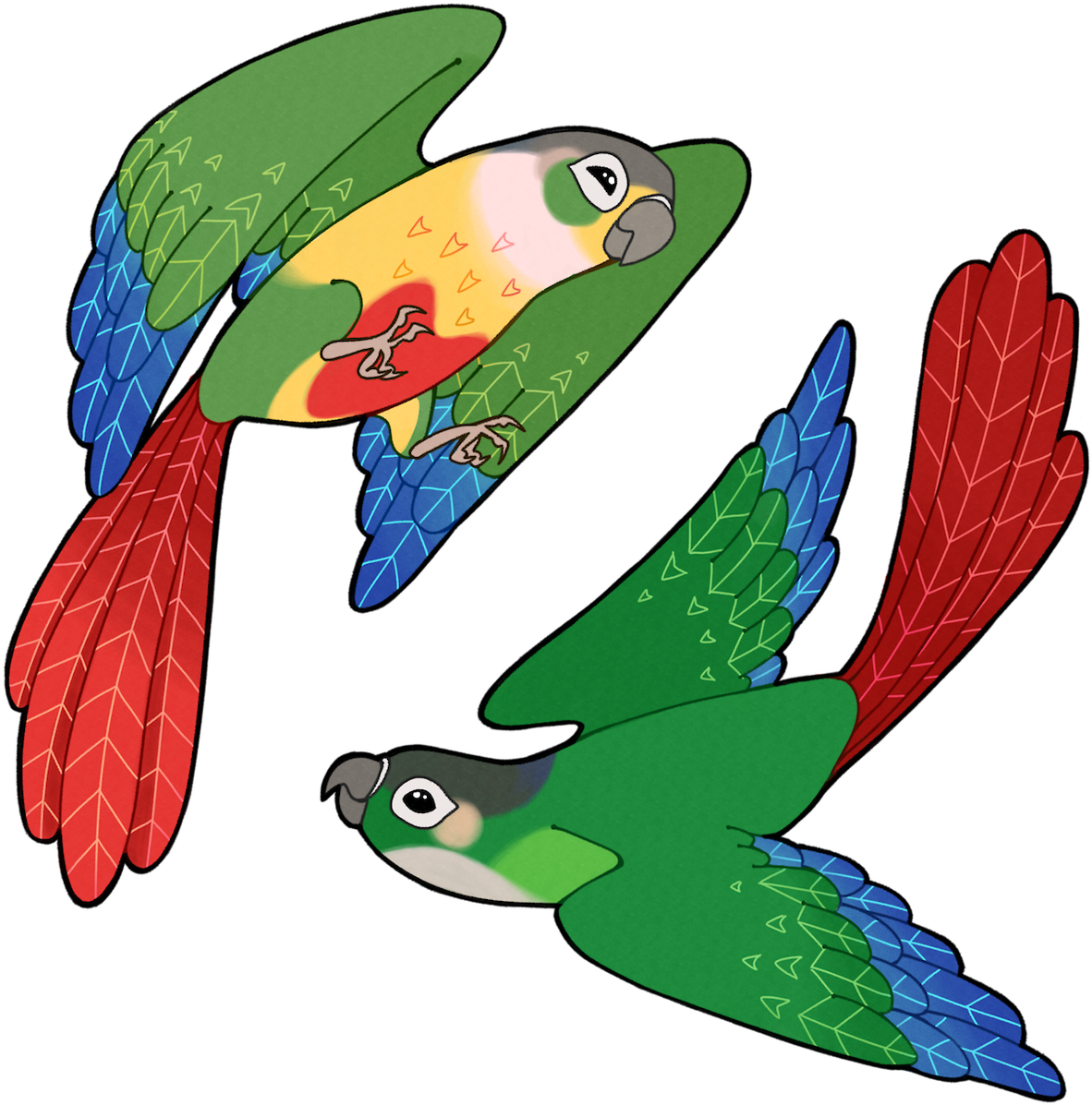 Download Green Cheeked Conure Draw - ClipartKey