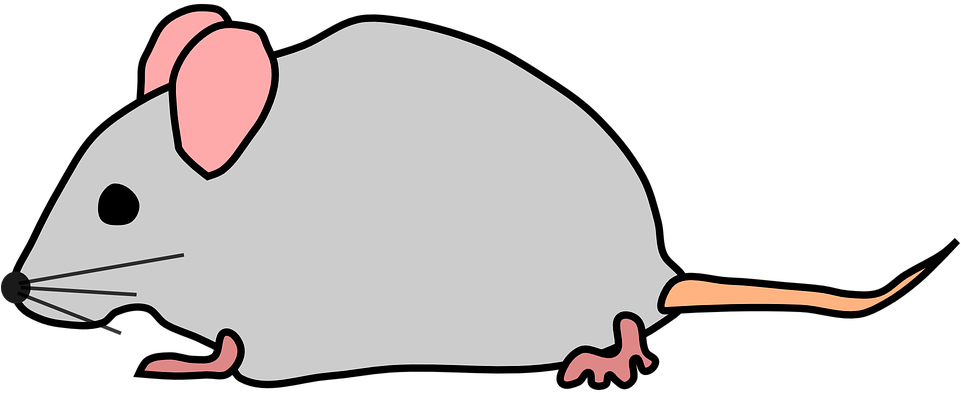 Download Mouse Clipart No Background - ClipartKey