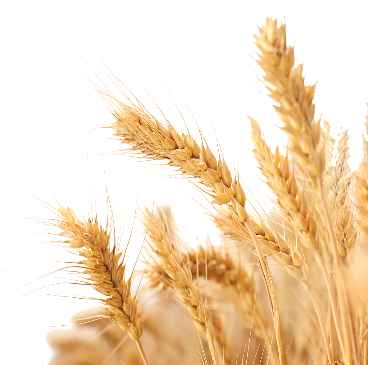 Download Transparent Wheat Clipart - Transparent Background Wheat Png ...