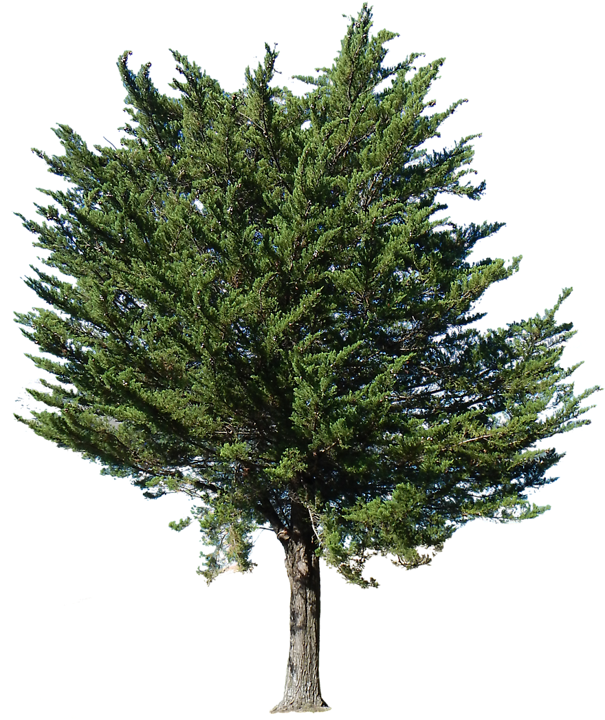 Download Landscape Layout Png Pine Tree - Transparent Background Pine ...