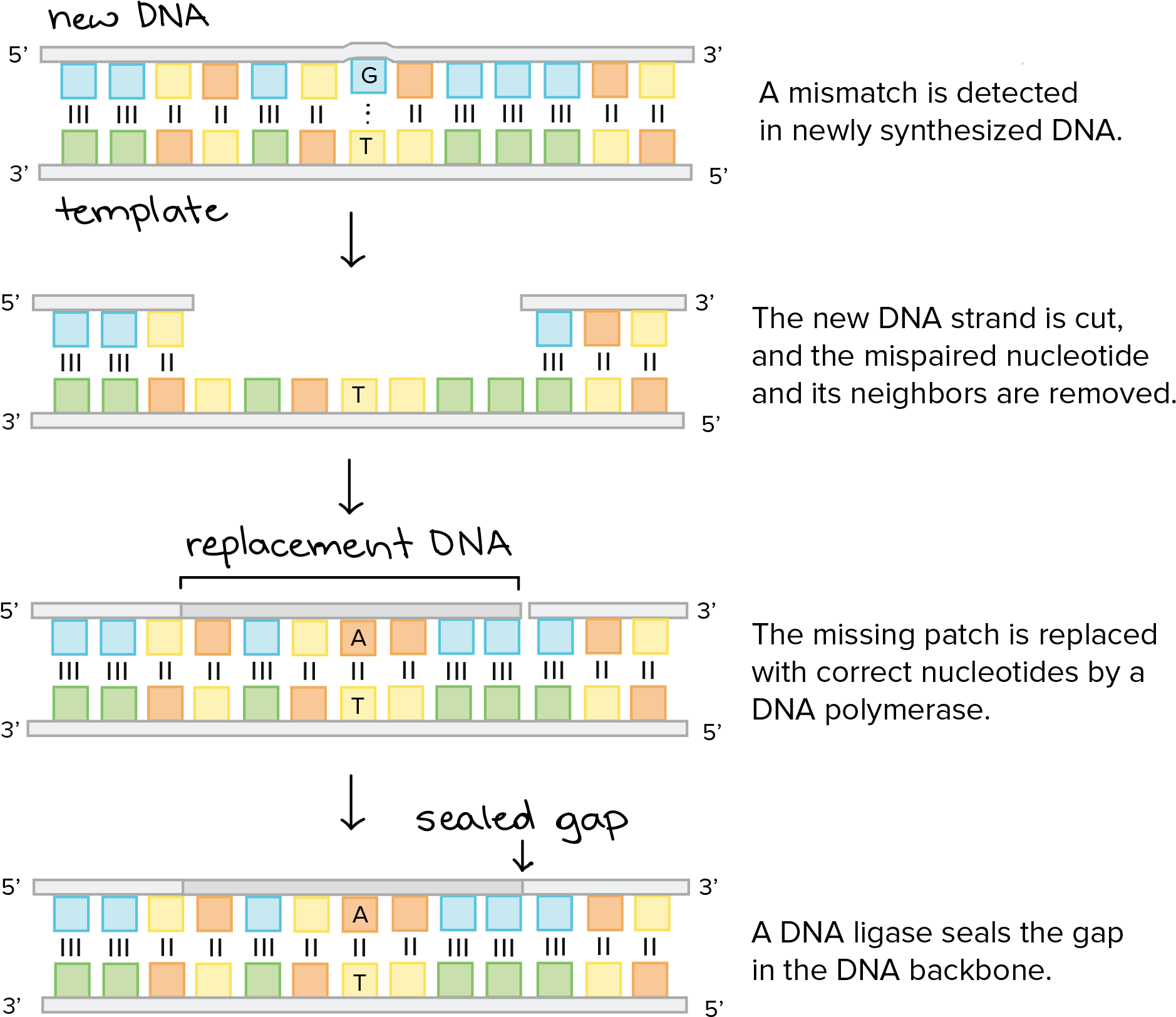 Download Molecular Mechanism Of Dna Replication Khan Academy - Dna ...