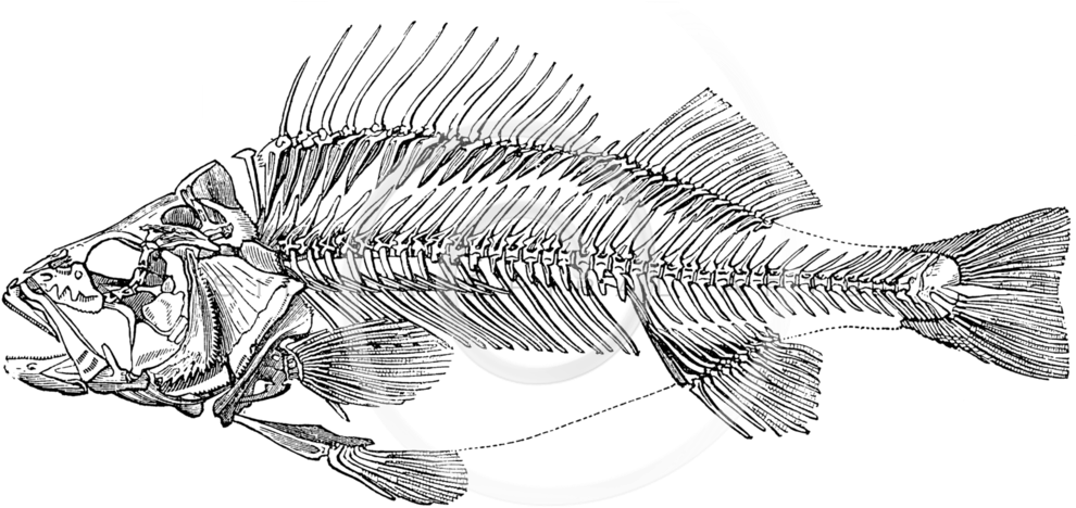 Download Transparent Skeletons Png - Herringbone Fish - ClipartKey