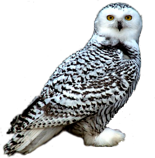 Download Snowy Owl Night Owl Clipart - Snowy Owl Transparent Png ...