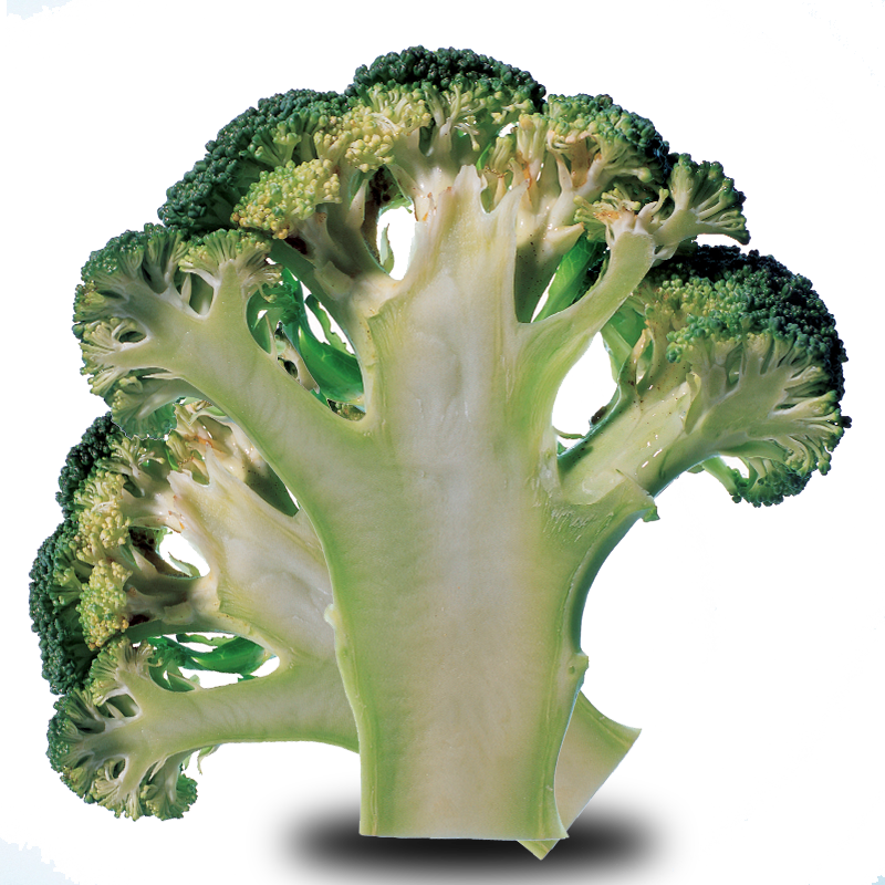 Download Transparent Brocolli Png - Broccoli - ClipartKey