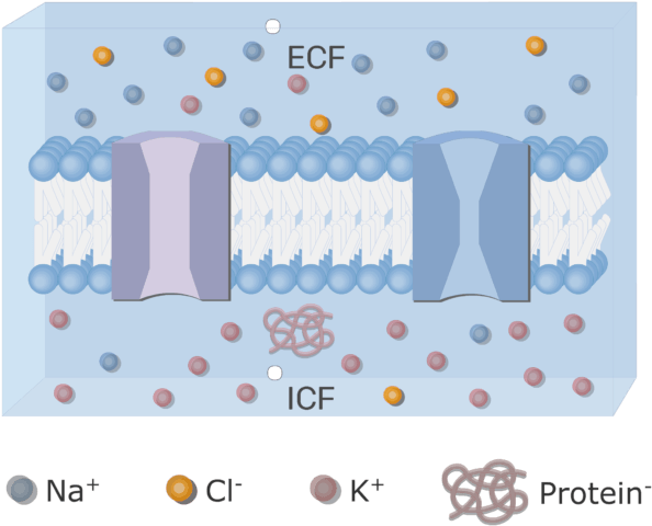 Download An Image Showing The Icf And Ecf (extracellular Fluid) - Ion ...