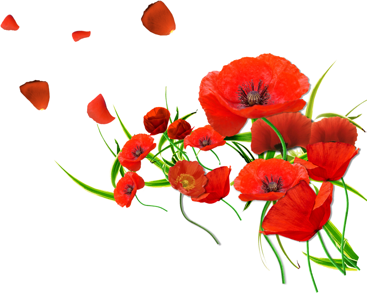 Download Common Poppy Flower Petal Desktop Wallpaper - Poppies ...