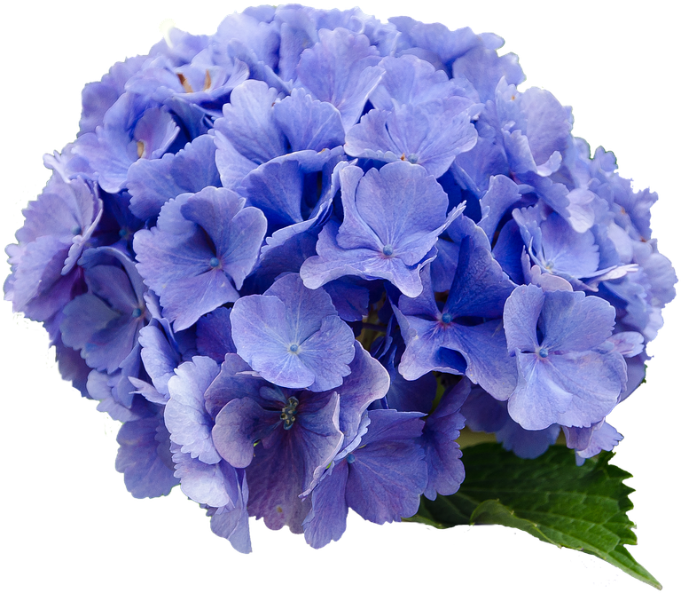 Download Flower Hydrangea Blue Nature Transparent Background ...