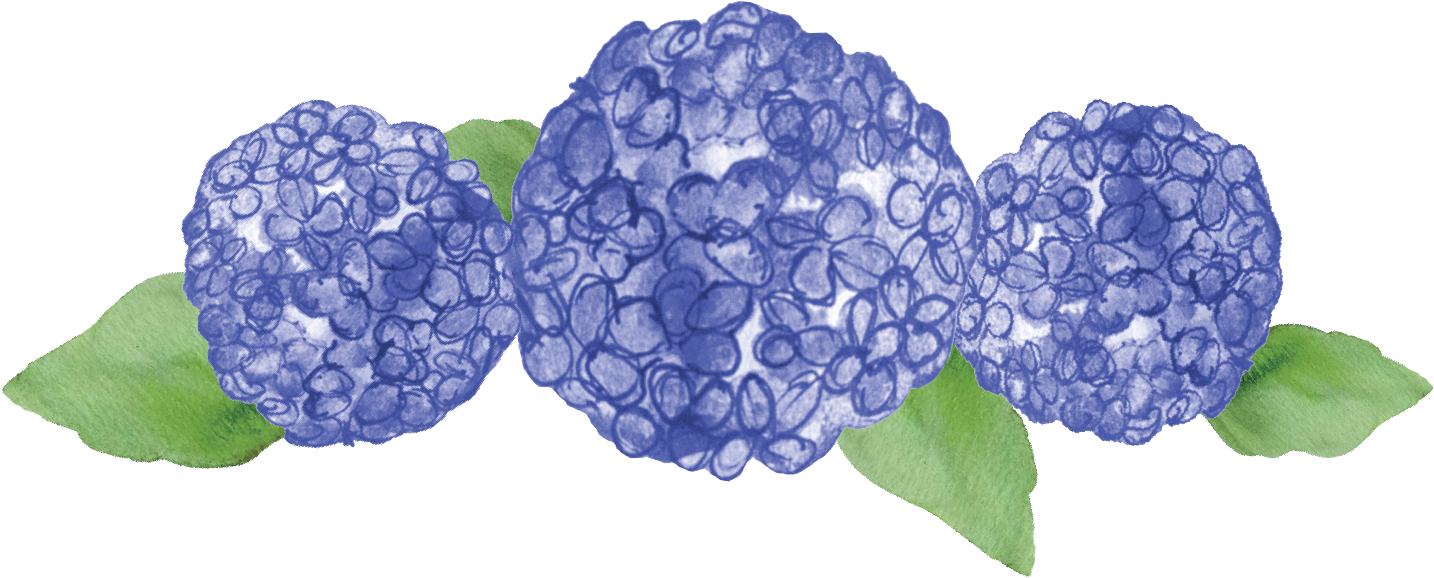 Download Hydrangea Serrata - ClipartKey