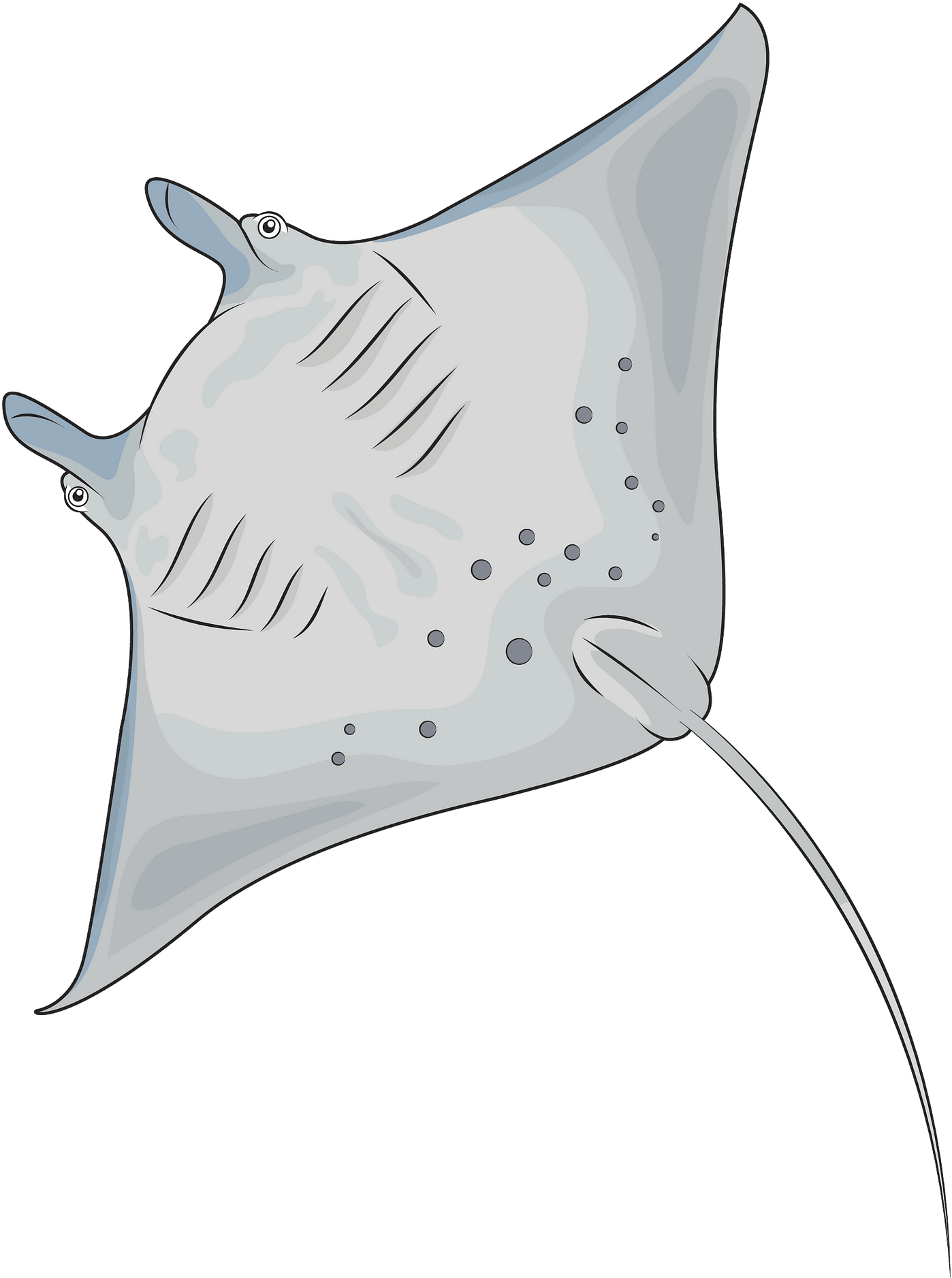 Download Manta Ray - ClipartKey