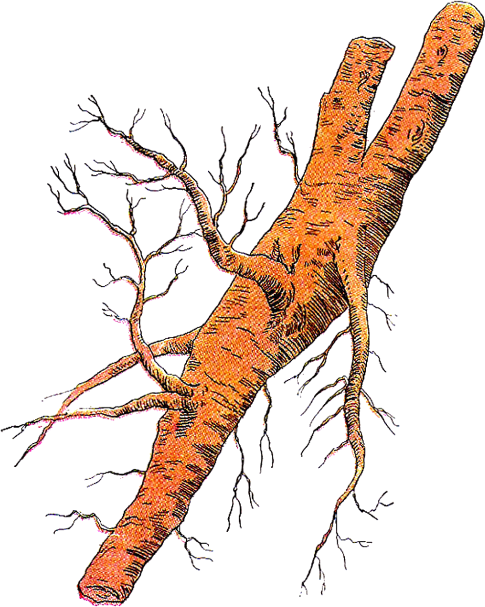 Download Roots Clip Art - ClipartKey