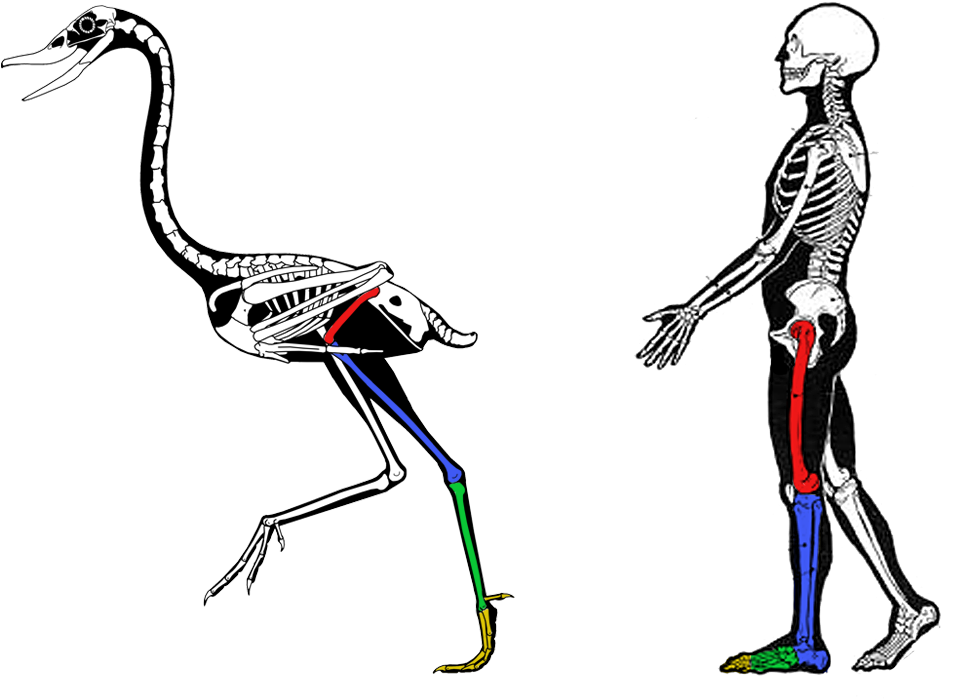 Download Flamingo Leg Anatomy - Evidence Comparative Anatomy Evolution ...