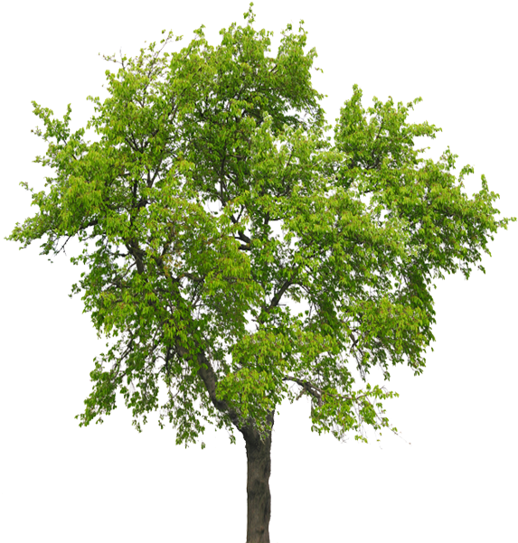Download Transparent Big Tree Png - Birch Trees No Background - ClipartKey