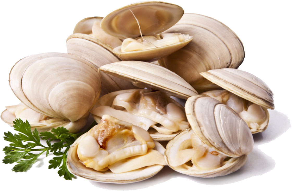 Download Clams Png File - Clams Png - ClipartKey