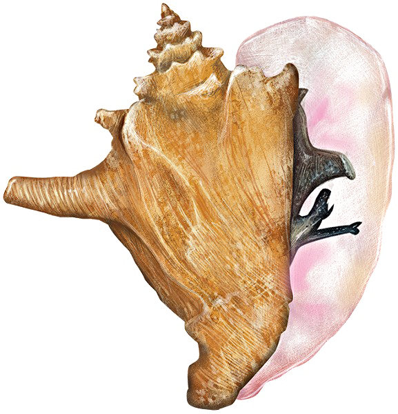 Download Transparent Conch Png - Queen Conch Clipart - ClipartKey