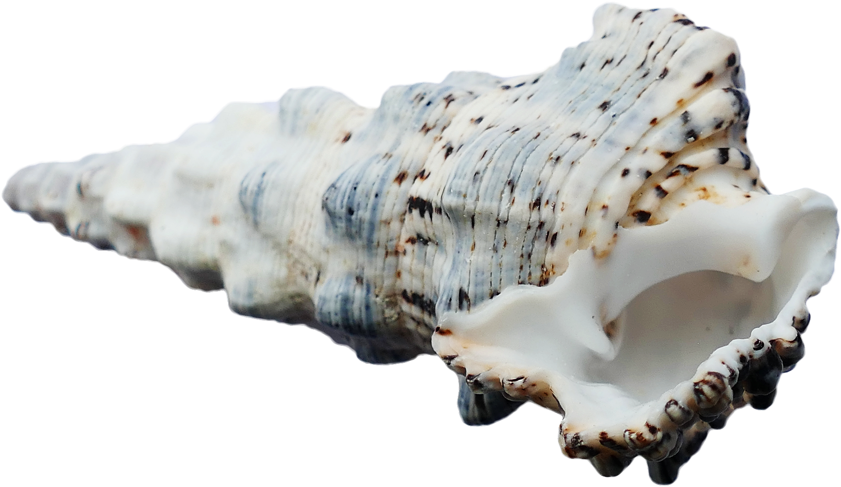 Download Transparent Conch Shell Clipart - Transparency - ClipartKey