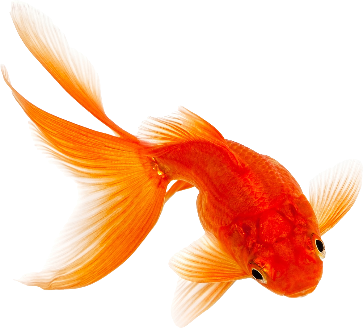 Download Freshwater And Saltwater Fish Food - Transparent Background ...