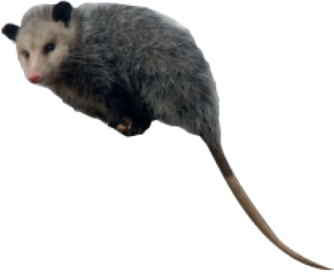 Download Transparent Possum - ClipartKey