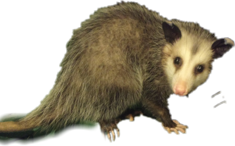 Download Transparent Opossum Png - Common Opossum - ClipartKey