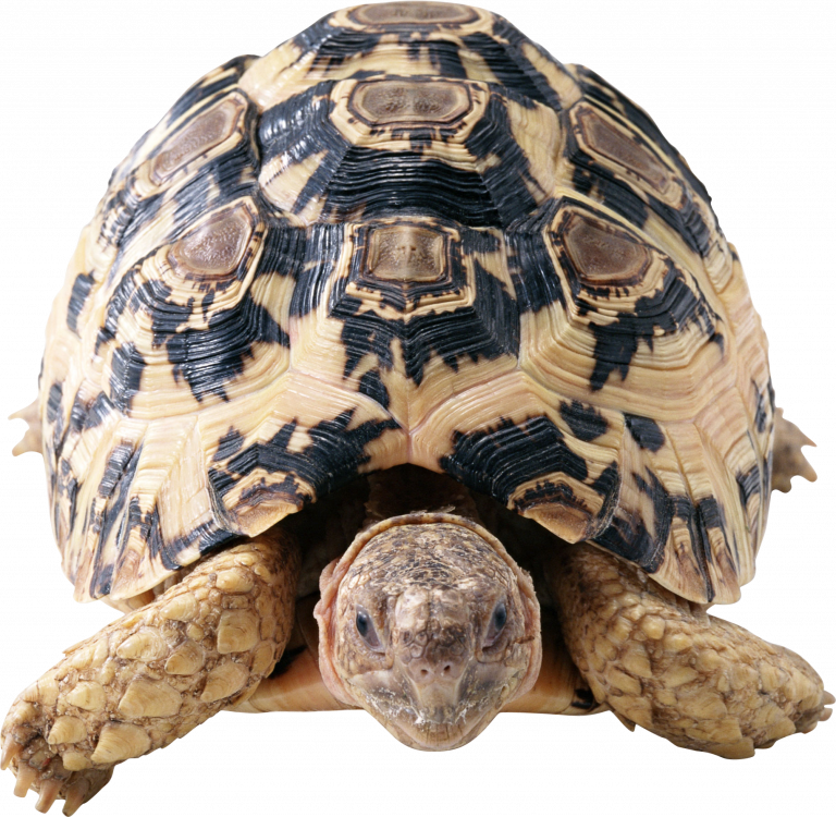 Download Transparent Gopher Tortoise Clipart - Dördüncü Tekil Şahıs ...
