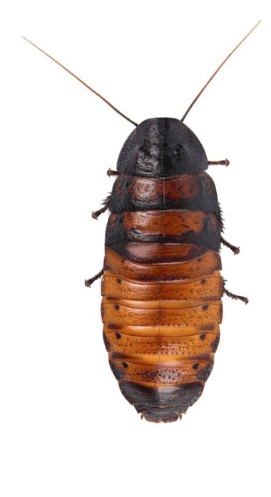 Download Cockroach Png Hd Quality - Madagascar Cockroach Png - ClipartKey