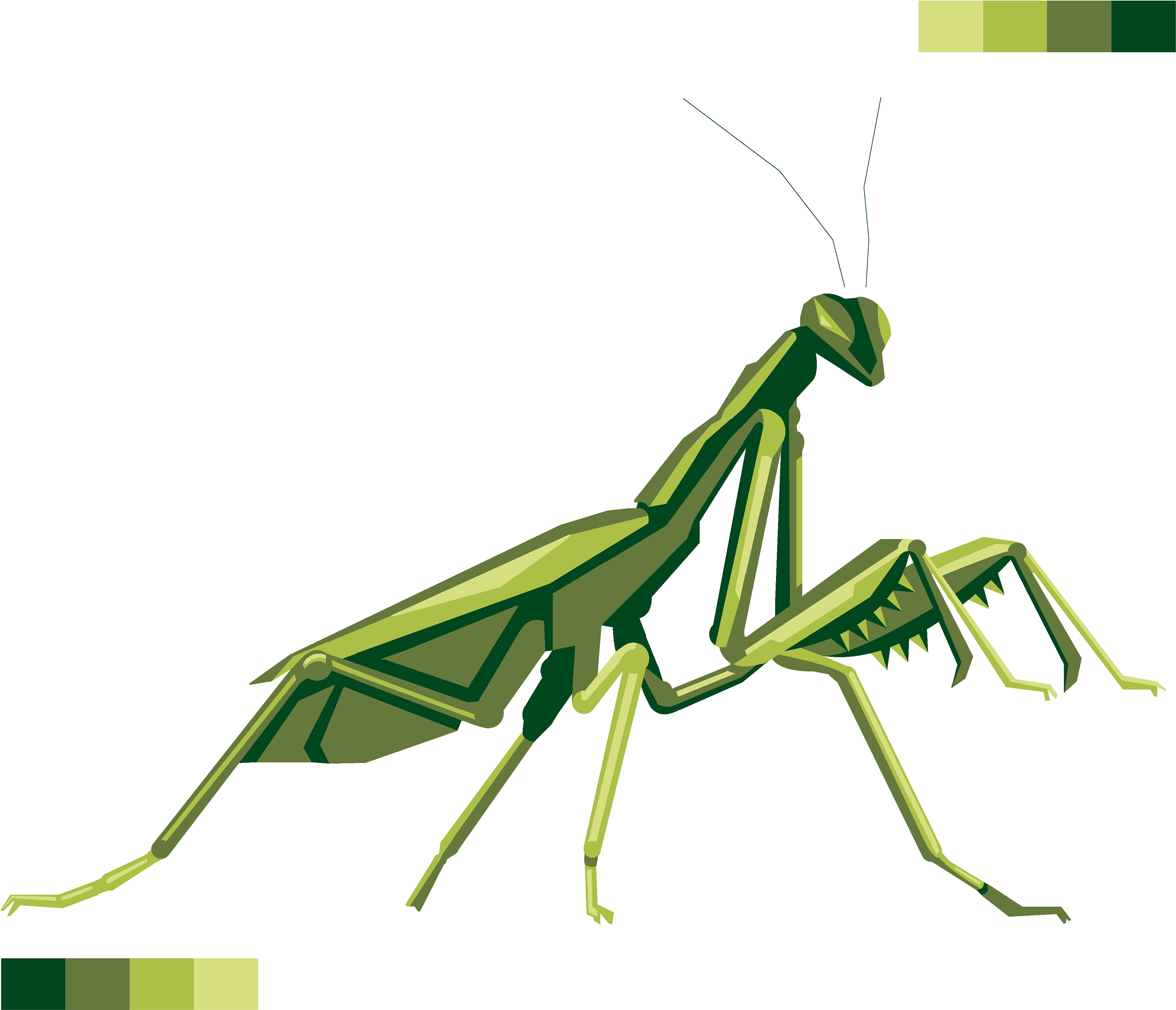 Download Transparent Praying Mantis Png - Praying Mantis Png - ClipartKey