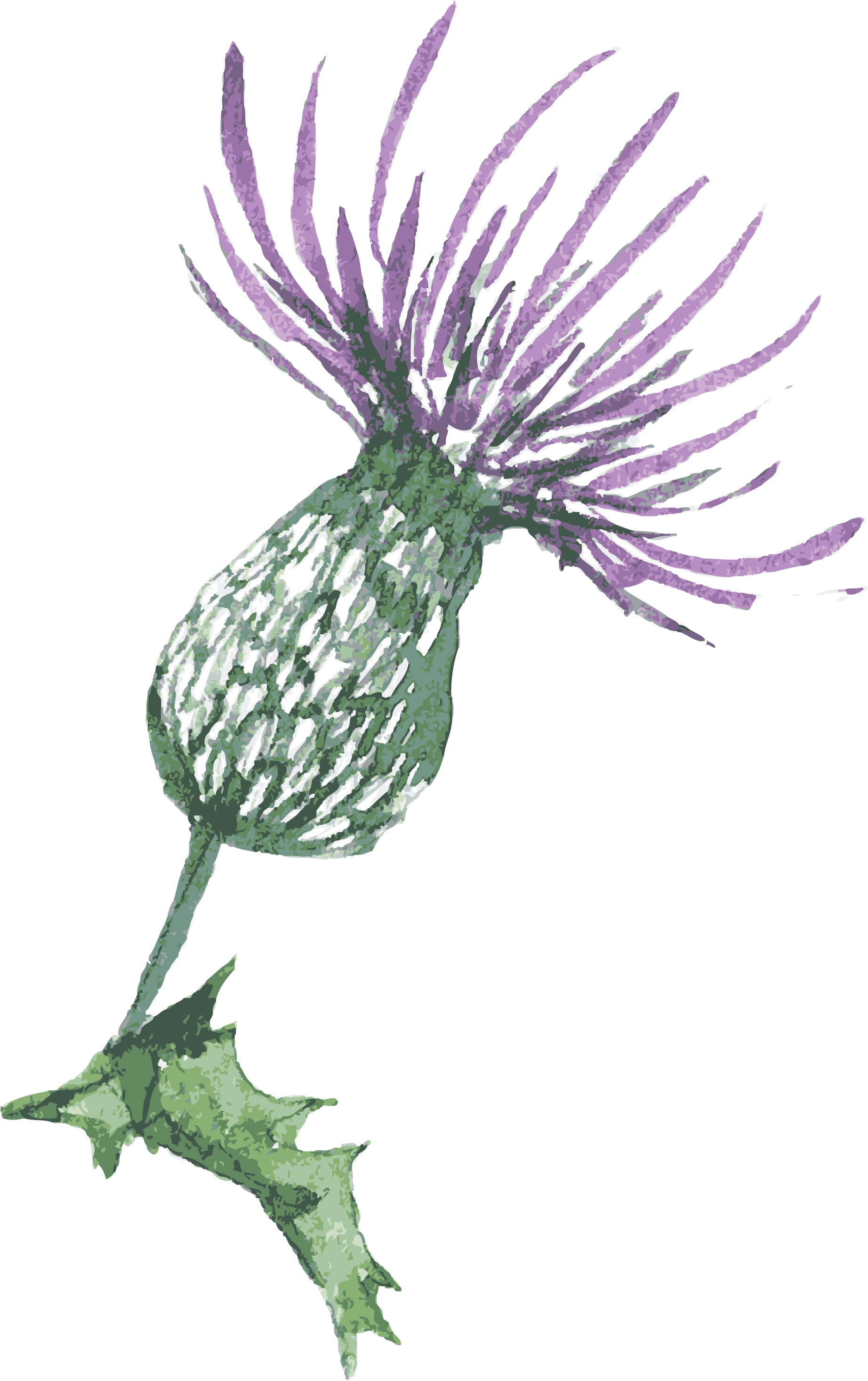 Download Scotland Thistle Drawing - Scottish Thistle Drawing Simple ...