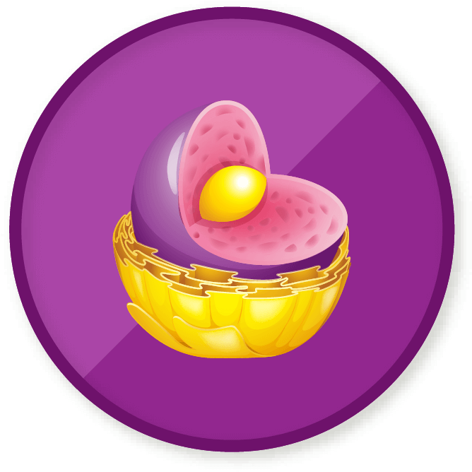 Download Nucleus Structure - ClipartKey