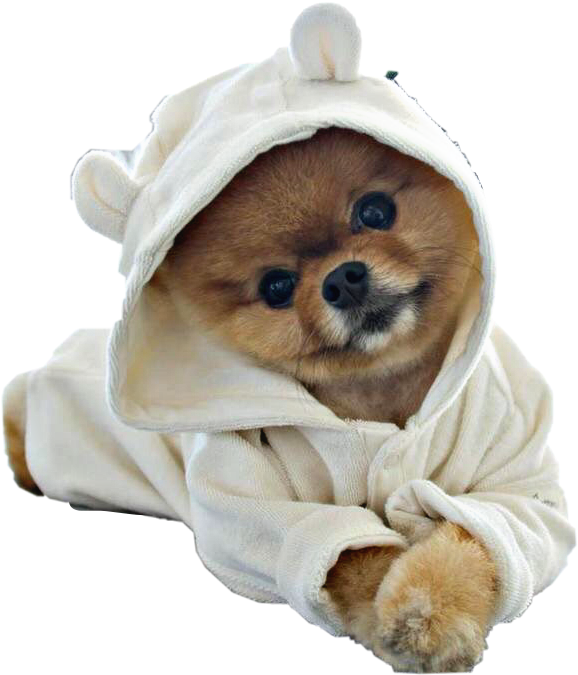 Download Transparent Dog Laying Down Clipart - Dog Laying Down ...