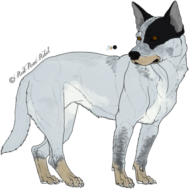 Download Thumb Image - Draw A Blue Heeler Easy - ClipartKey