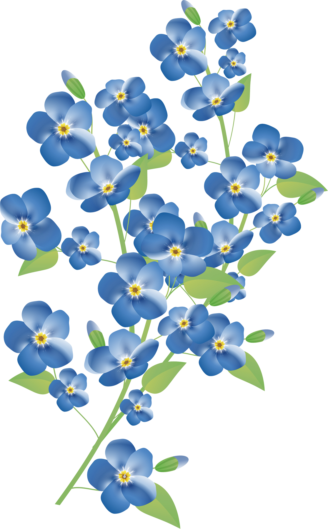 Download Transparent Forget Me Not Clipart - ClipartKey