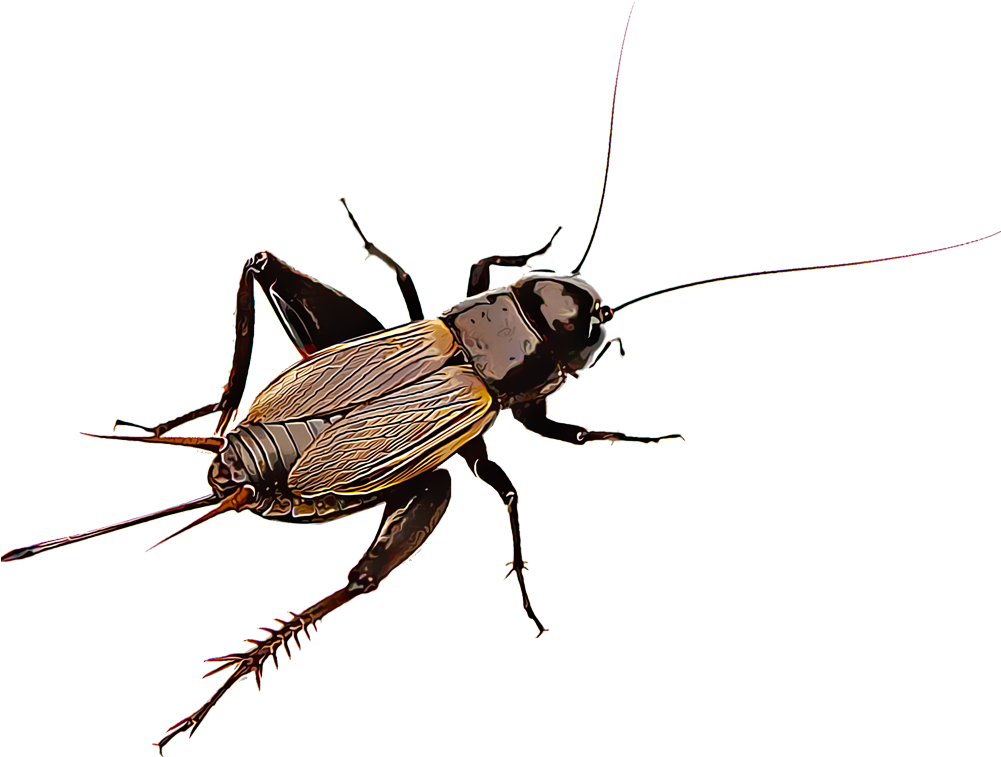 Download Cricket Insect Png - Cricket Insect Anatomy Face - ClipartKey