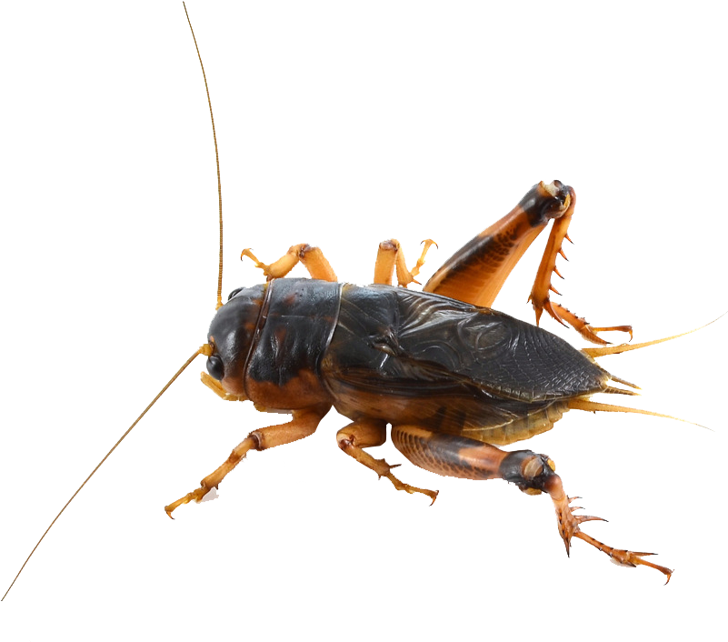 Download Cricket Insect Png - Cricket Bug Png Transparent - ClipartKey