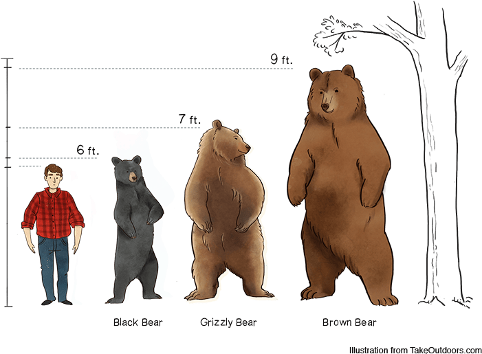 Download Comparison Of Commonly Found Bears And Their Sizes - Kodiak ...