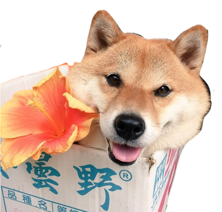 Download Transparent Shiba Inu Png - Shiba Inu Transparent - ClipartKey