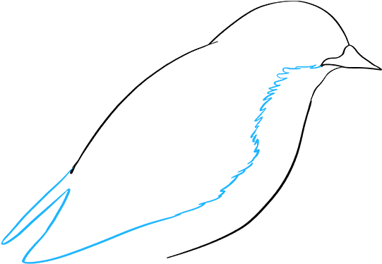 Download How To Draw Eastern Bluebird - Sketch - ClipartKey