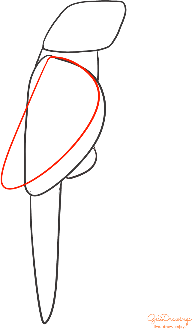Download How To Draw A Parrot - Drawing - ClipartKey