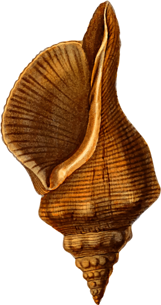 Download Transparent Conch Png - Horse Conch Clipart - ClipartKey