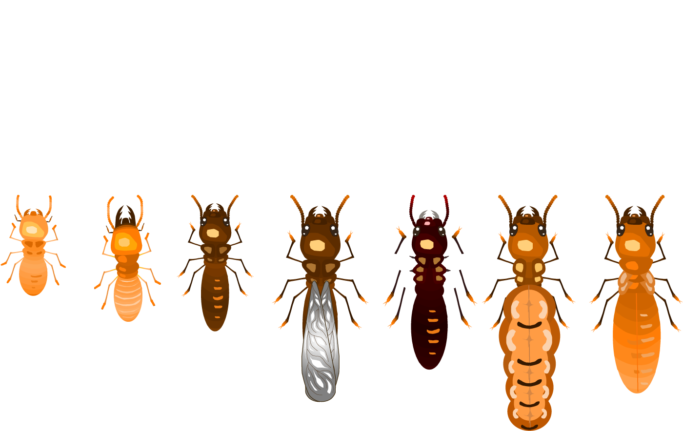 Download Leftover Wings When You Have A Termite Colony In Your - King ...