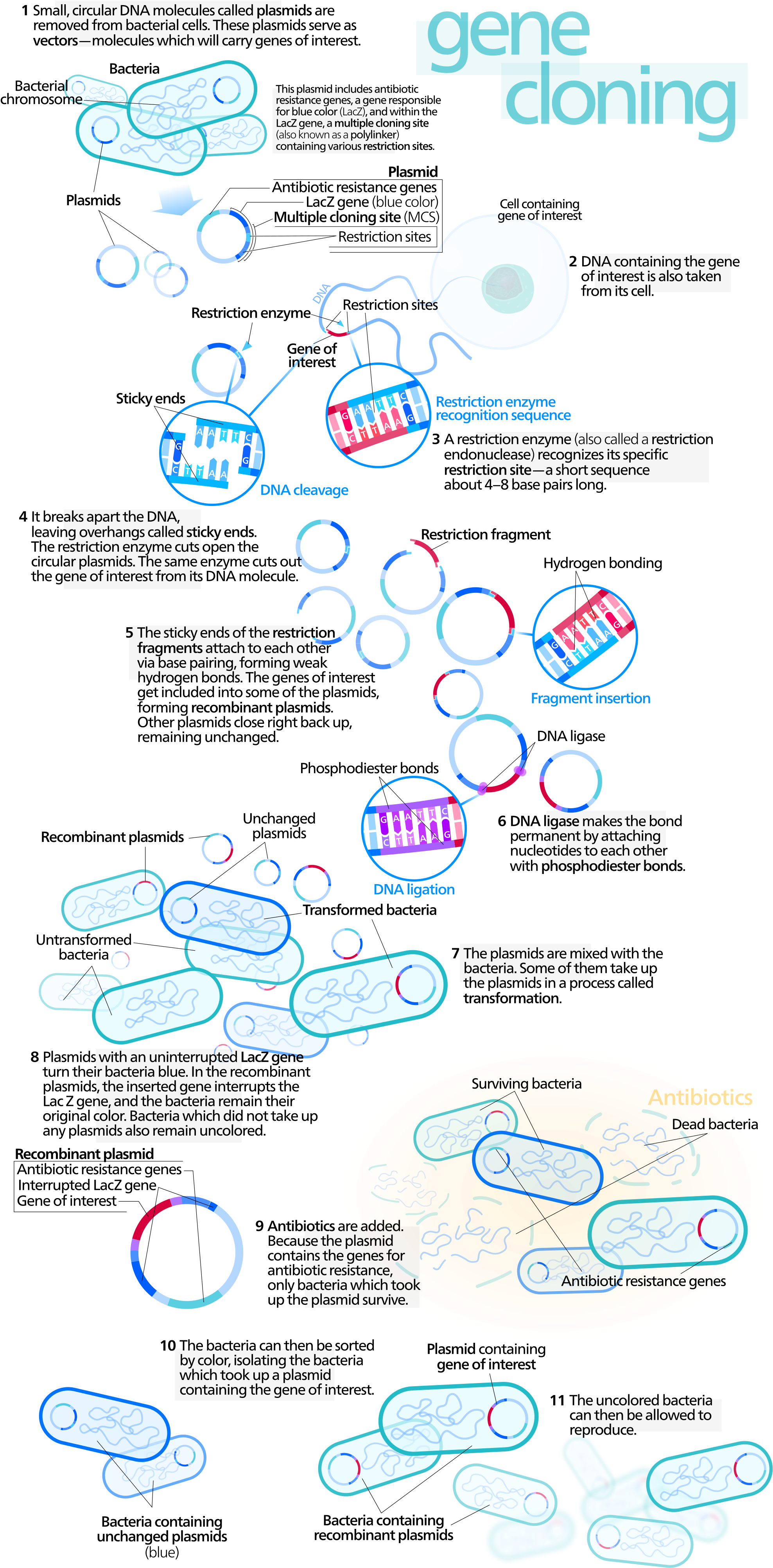 Download Vector Dna Circular - Genetic Engineering Diagram A Level ...
