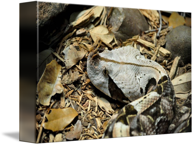 Download Clip Art Horned By Texas Artographic - Python Family - ClipartKey