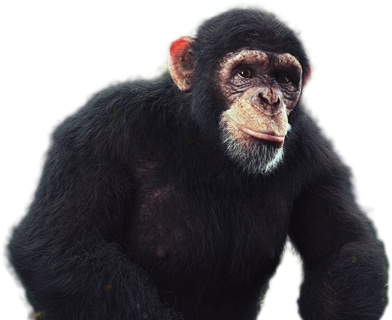 Download Transparent Chimpanzee Png - Chimpanzee Png - ClipartKey