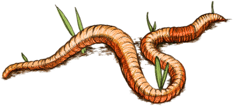 Download Worms Transparent Background Free - Earth Worm Clipart ...