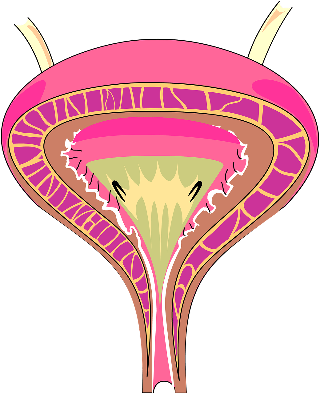 Download Bladder Clip Art Png - ClipartKey