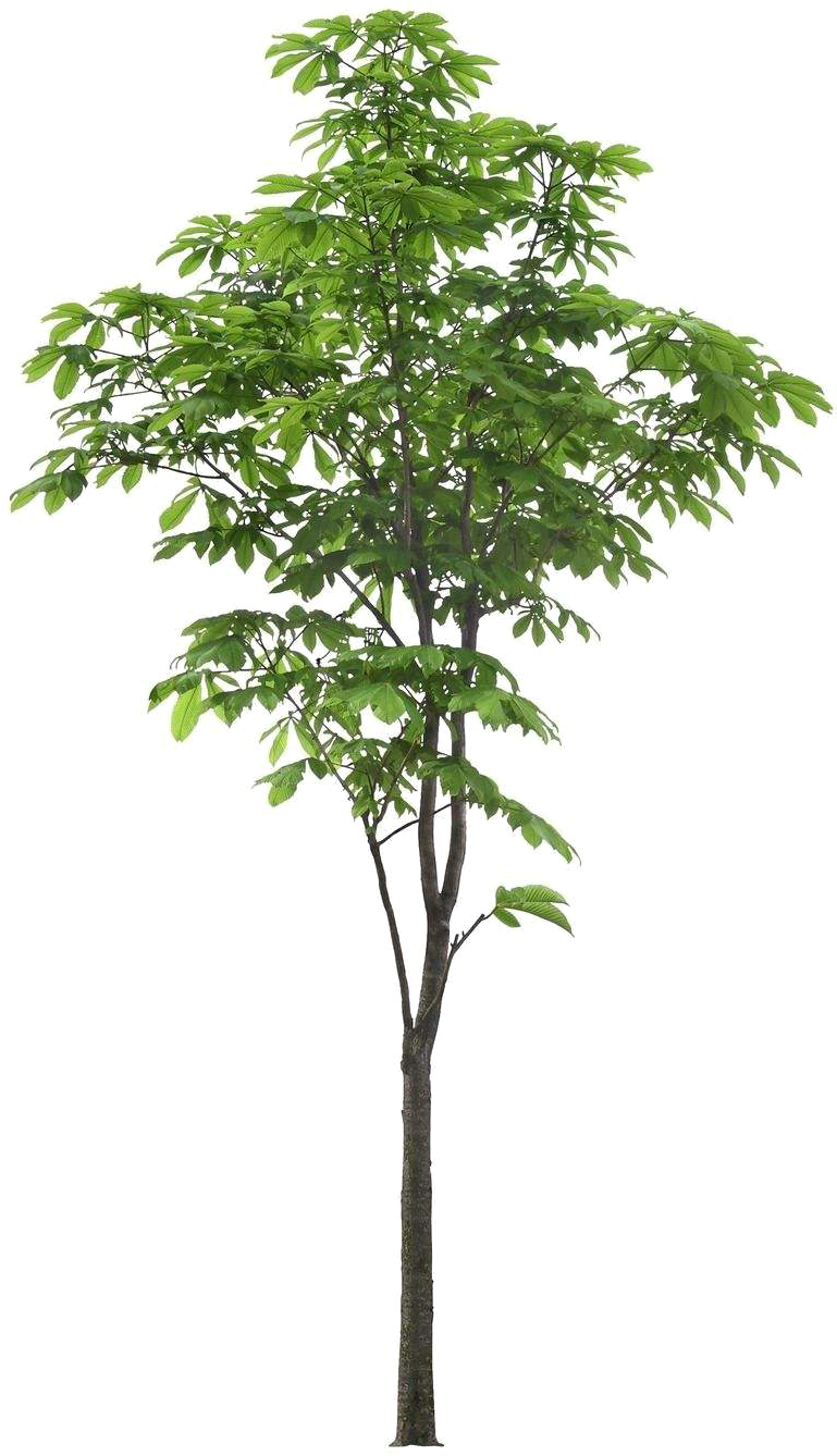 Download Transparent Landscaping Clipart Tree - Tree Foreground Psd ...