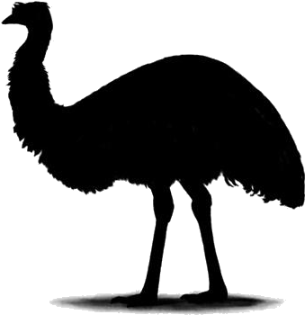Download Cartoon Emu Png Transparent Images - Turkey - ClipartKey