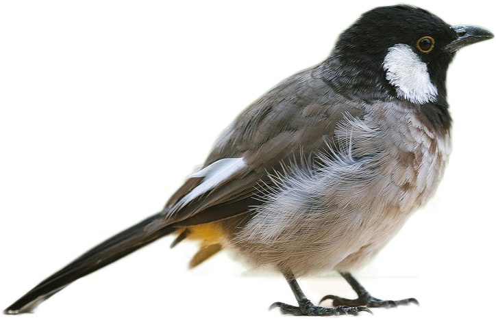 Download Transparent Chickadee Png - Chickadee Png - ClipartKey