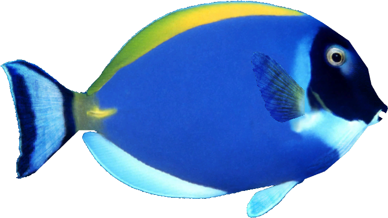 Download Blue Tang Png - Ocean Fish Transparent Background - ClipartKey