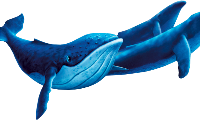 Download Humpback Whale Clipart - Humpback Whale Finding Nemo Whale ...